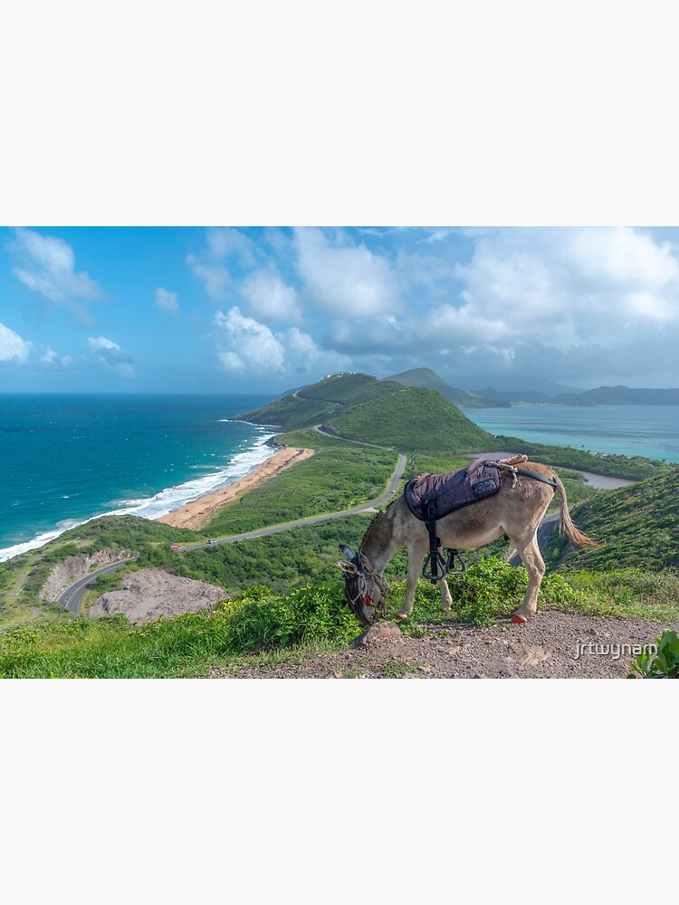 Donkey at Timothy Hill Overlook in St. Kitts Premium Matte Vertical ...