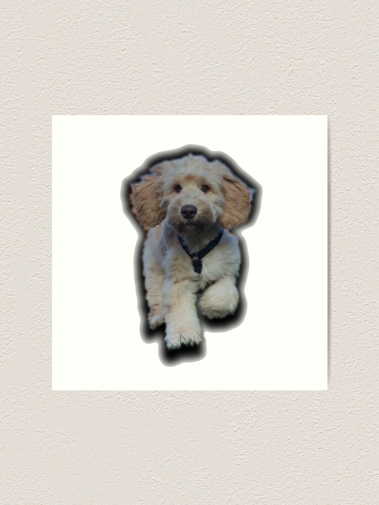 "cockapoo puppy" Art Print by nastypastys | Redbubble