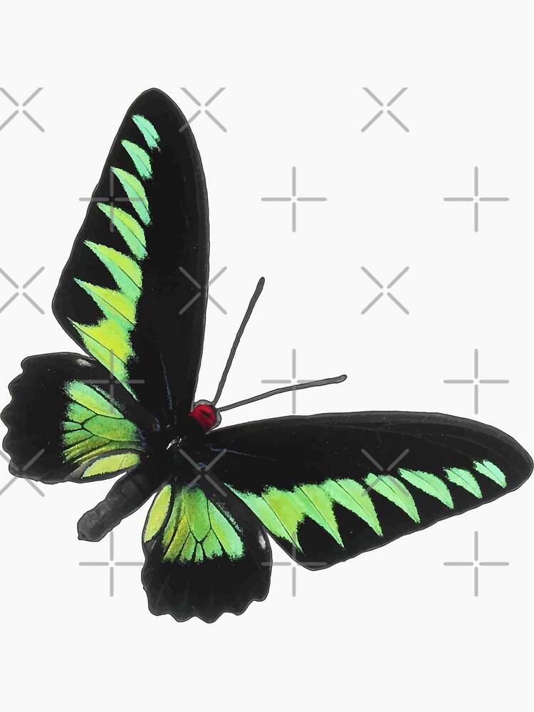 "Rajah Brooke Birdwing Butterfly" Sticker for Sale by Kerry-Symetria ...
