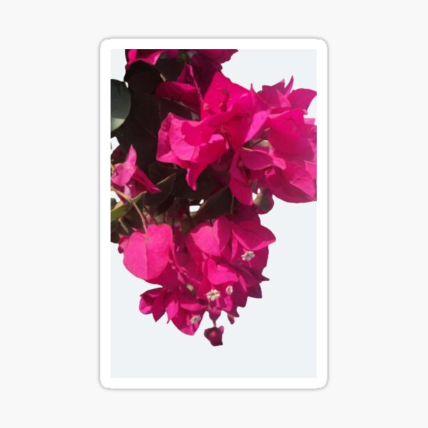 "pink flowers" Sticker for Sale by Nature Nblossom | Redbubble