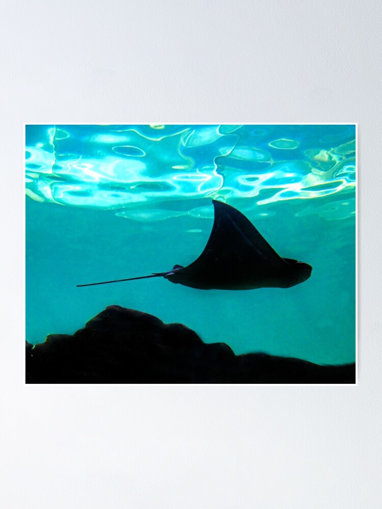 "Stingray" Poster for Sale by quackersnaps | Redbubble