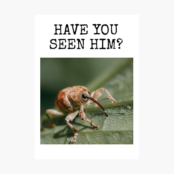 Cricket Insekt Meme