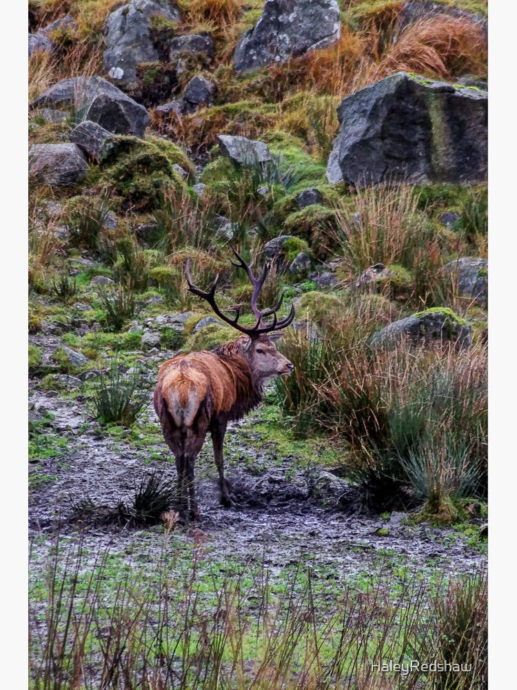 "Stag on the rocks" Sticker for Sale by HaleyRedshaw | Redbubble