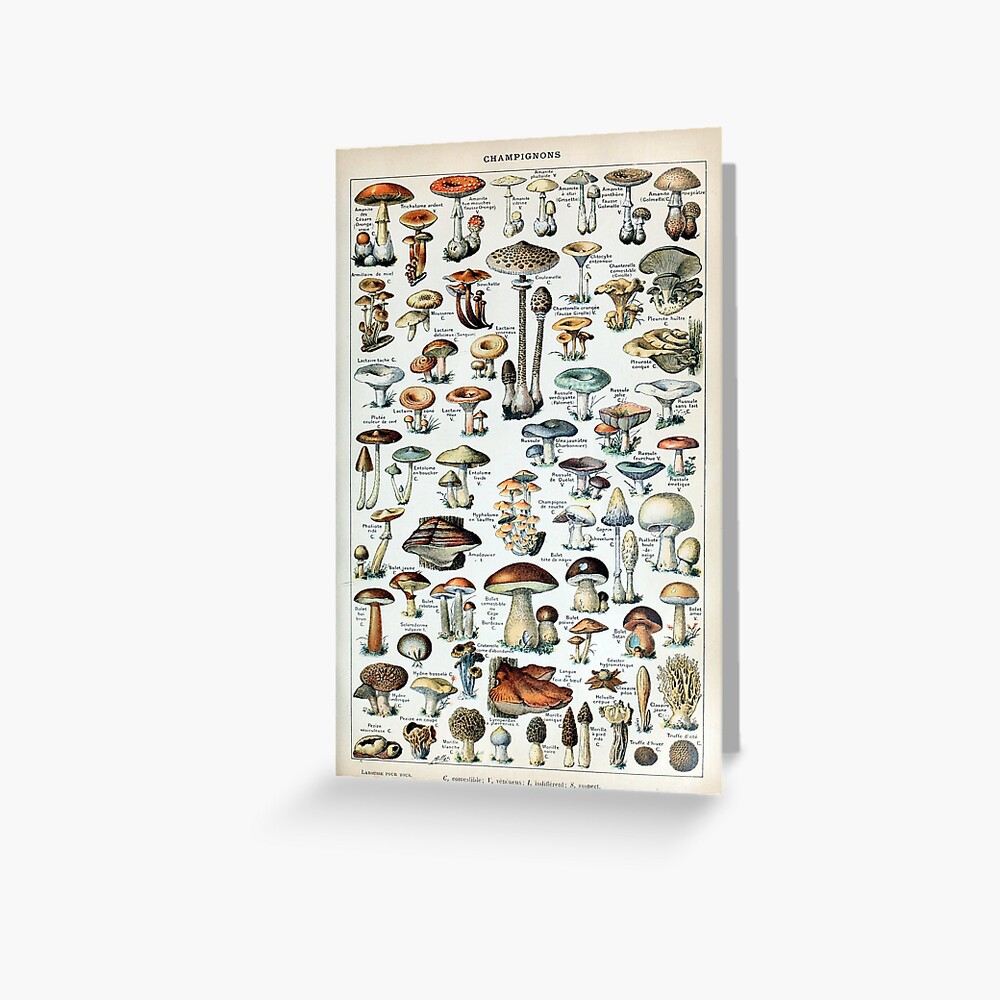 "Vintage Edible Mushroom Chart" Greeting Card for Sale by pdgraphics ...