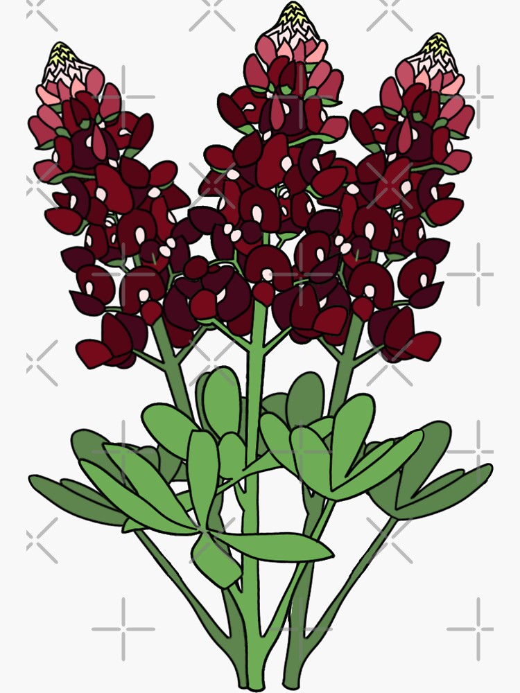 "Maroon Bluebonnets" Sticker for Sale by chloedcoleman02 | Redbubble