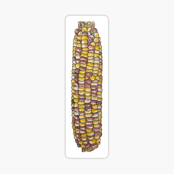 "Indian Corn Cobb" Sticker by kneeSocksCreate | Redbubble