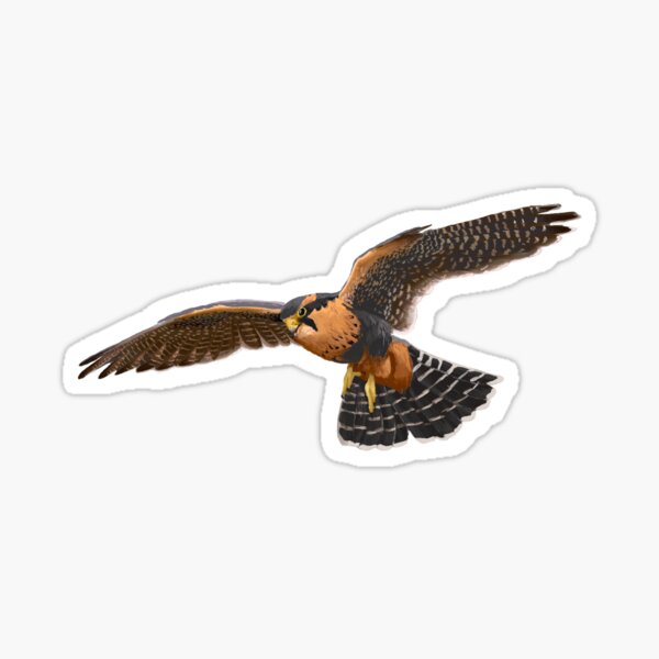 "Aplomado Falcon" Sticker for Sale by Kindahawkward | Redbubble