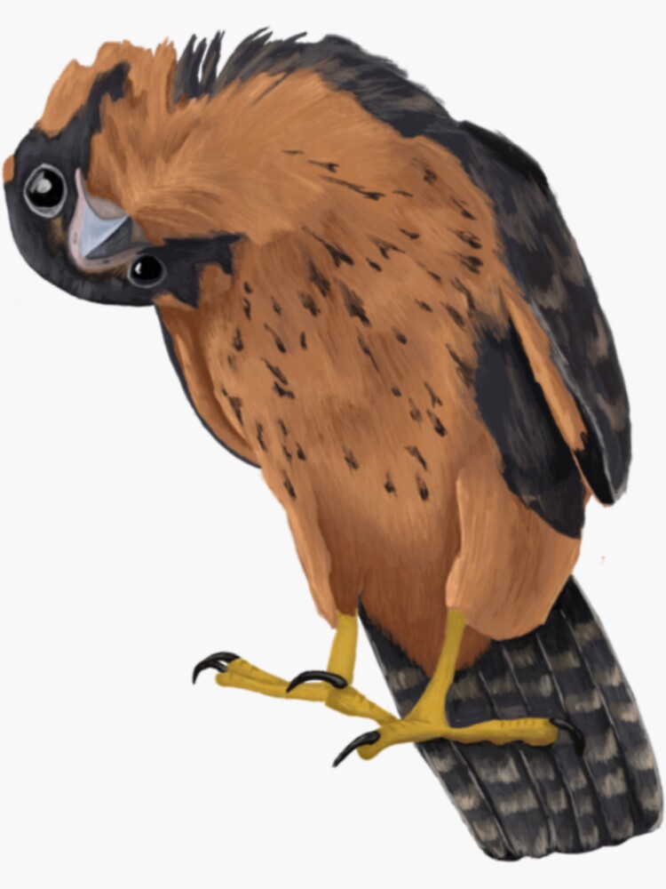 "Curious Aplomado Falcon" Sticker for Sale by Kindahawkward | Redbubble