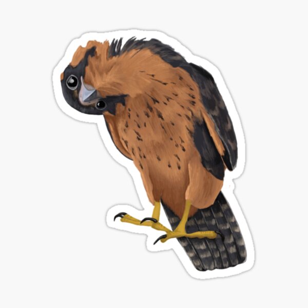 "Curious Aplomado Falcon" Sticker for Sale by Kindahawkward | Redbubble