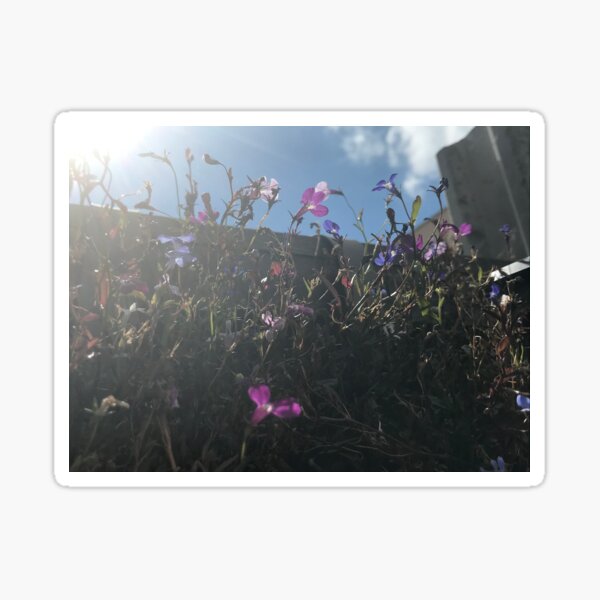 "Pink & Purple Flowers" Sticker for Sale by pinkiemeow | Redbubble