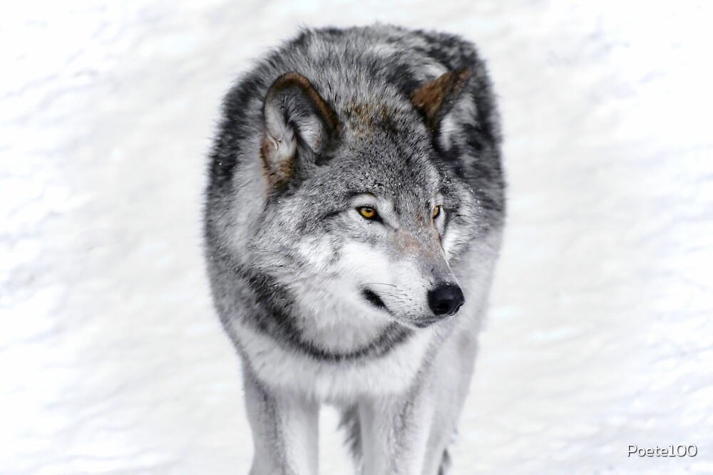 "Je suis loup gris_Grey wolf aka Timber wolf!" by Poete100 | Redbubble