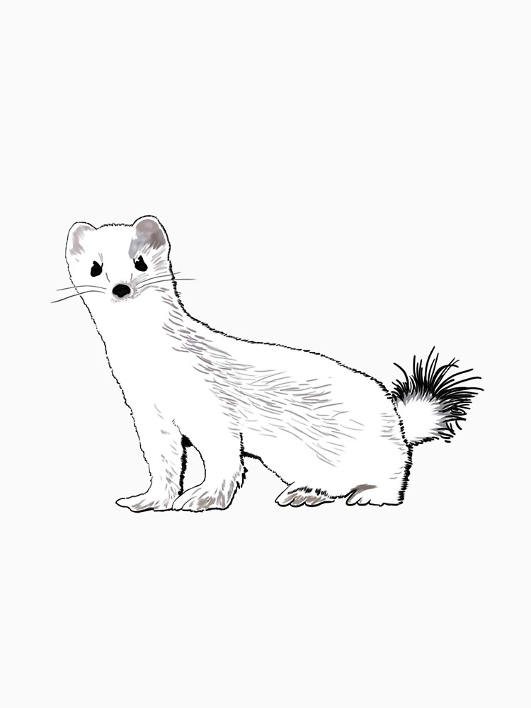 "Hermelin (das Wiesel im Winter)" T-Shirt von QWERTYvsDVORAK | Redbubble
