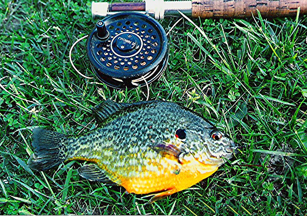 "Pumpkinseed sunfish caught on a fly" by drumsandkeys | Redbubble