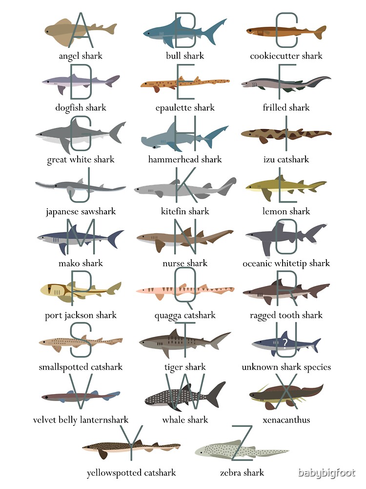 Names Of Sharks In Abc Order Types Of Sharks: Shark Species List With