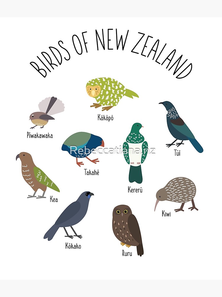 Birds Of New Zealand - Kiwi, Kakapo, Tui, Fanatail, Kaka, Kea Premium ...