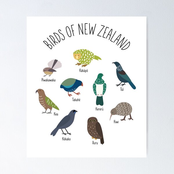 "Birds Of New Zealand - Kiwi, Kakapo, Tui, Fanatail, Kaka, Kea" Poster ...