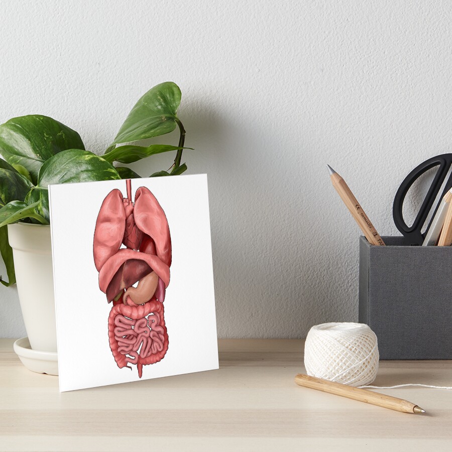 "Internal Organs" Art Board Print for Sale by mrdenmac | Redbubble