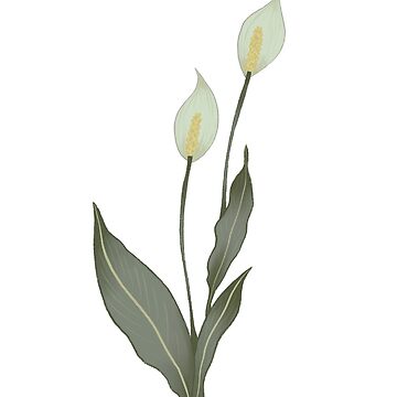 "Peace Lily" Sticker for Sale by Kastyns-Muses | Redbubble