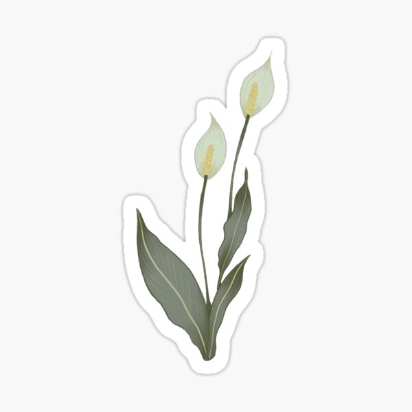 "Peace Lily" Sticker for Sale by Kastyns-Muses | Redbubble