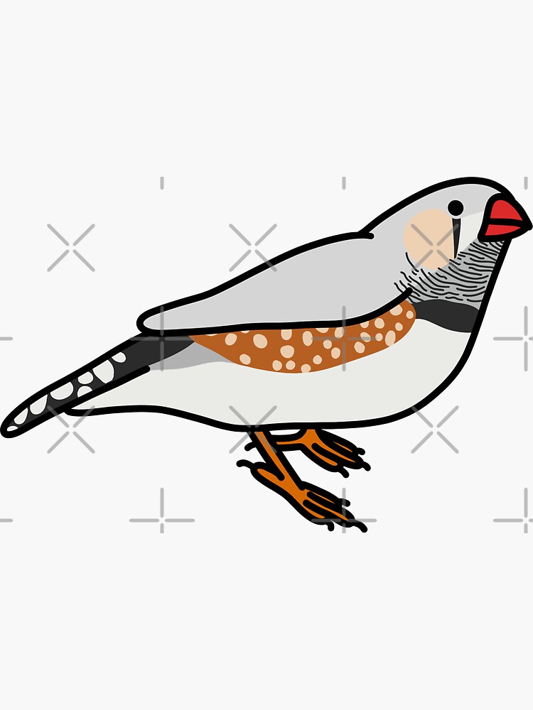 "male chestnut flanked zebra finch" Sticker for Sale by kivan | Redbubble