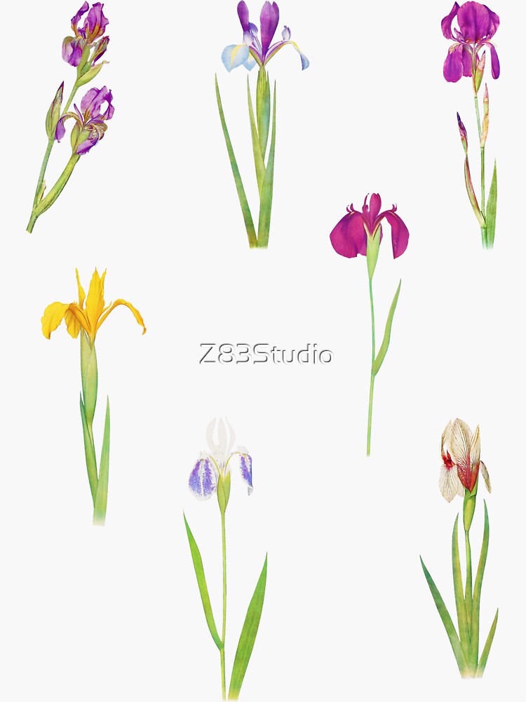 "Watercolor iris flowers" Sticker for Sale by Z83Studio | Redbubble