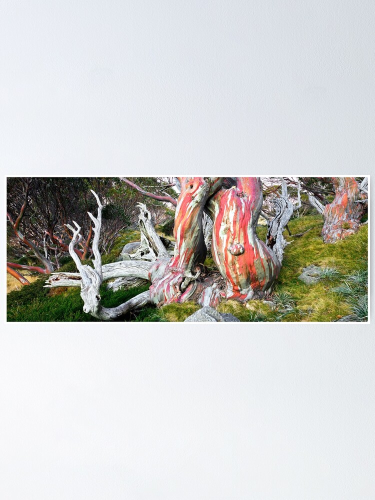 "The Belly Button Tree" Poster for Sale by AdamNoosa | Redbubble