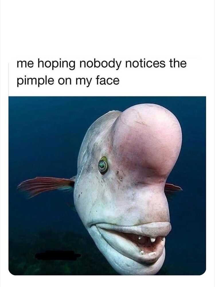 "Pimple Face meme" Sticker for Sale by Thehuskysshop | Redbubble