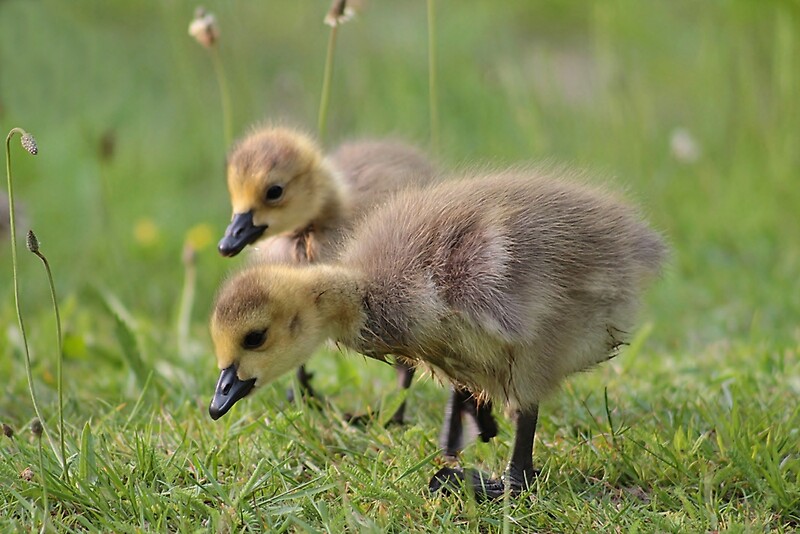 "Grazing Goslings" by Linda Crockett | Redbubble
