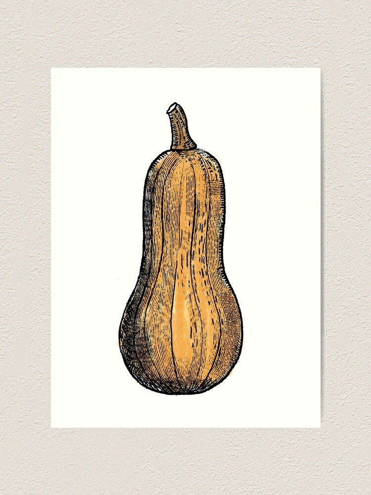 Butternut Squash Drawing