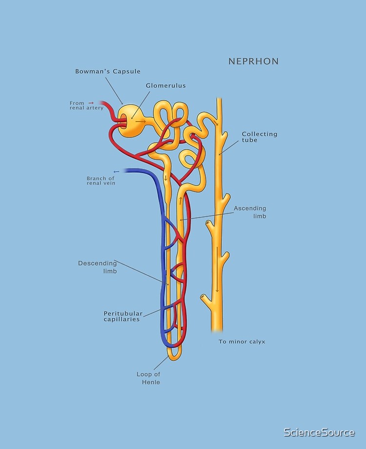 "Nephron Of The Kidney, Illustration" iPad Case & Skin for Sale by ...