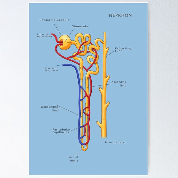 "Nephron Of The Kidney, Illustration" Poster for Sale by ScienceSource ...