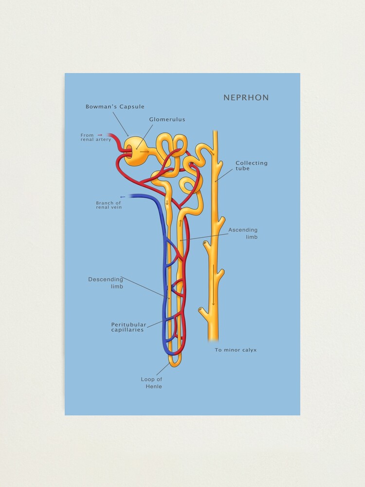 "Nephron Of The Kidney, Illustration" Photographic Print for Sale by ...