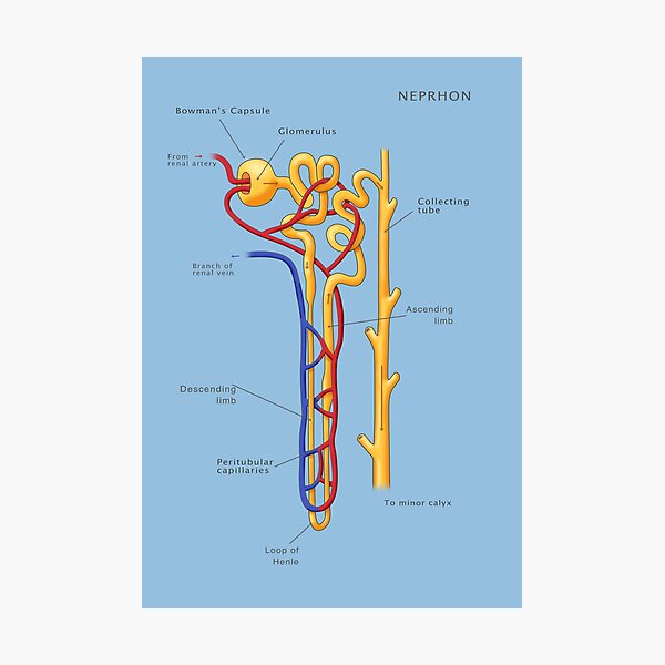 "Nephron Of The Kidney, Illustration" Photographic Print for Sale by ...