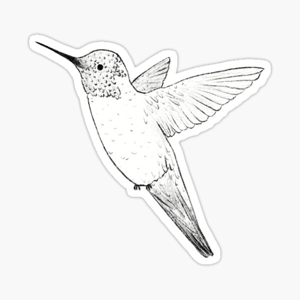 "anna's hummingbird sketch" Sticker for Sale by tazatoad | Redbubble