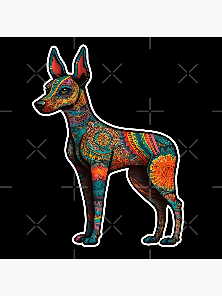 Xoloitzcuintle Animado 570+ Mexican Hairless Xoloitzcuintle Dog Stock