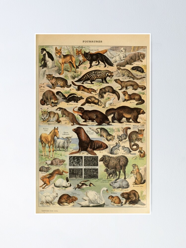 "Furs (1907-1910) - Le Larousse pour tous" Poster for Sale by André ...