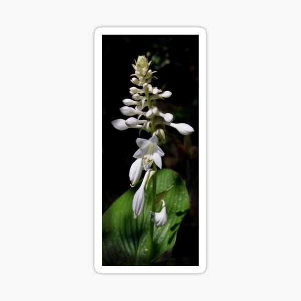 "White flowering Hosta - spring lily -photograph " Sticker for Sale by ...