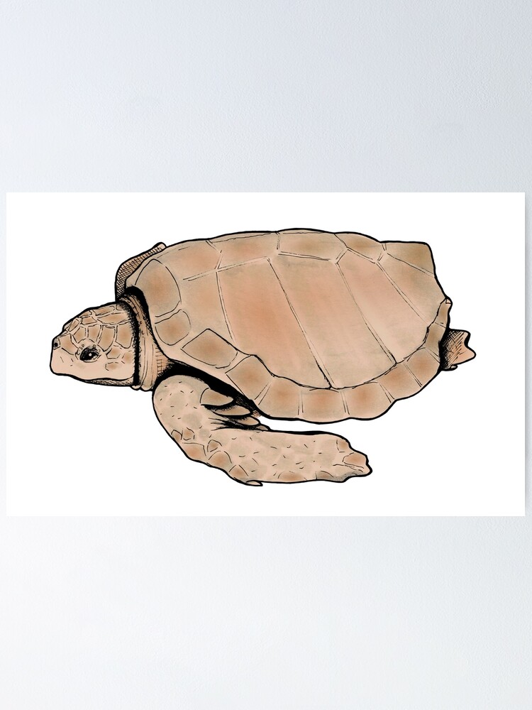 "Loggerhead Sea Turtle" Poster by ThePreppyPagans | Redbubble