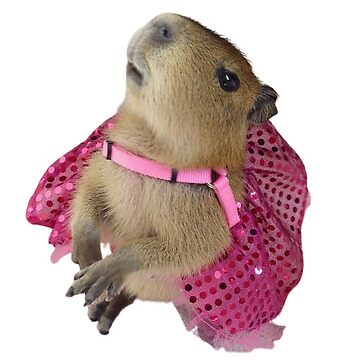 "Princess Capybara " Sticker for Sale by avyxia | Redbubble