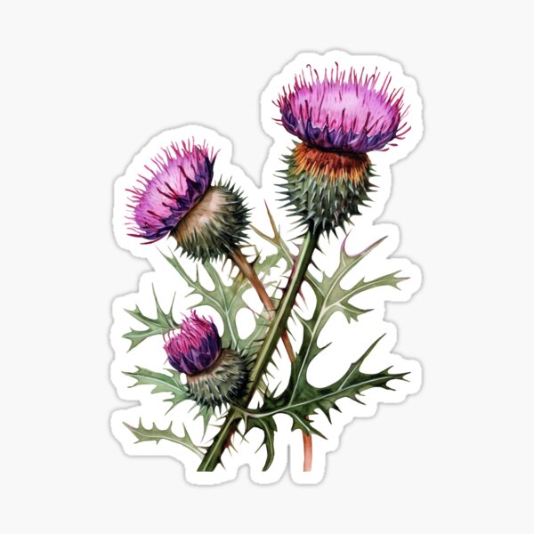 "Scottish thistle flowers" Sticker for Sale by iclipart | Redbubble