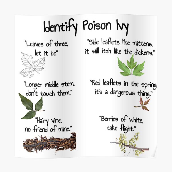 "Identify poison ivy plant | Poison Ivy Rhyme | Camping Shirt ...