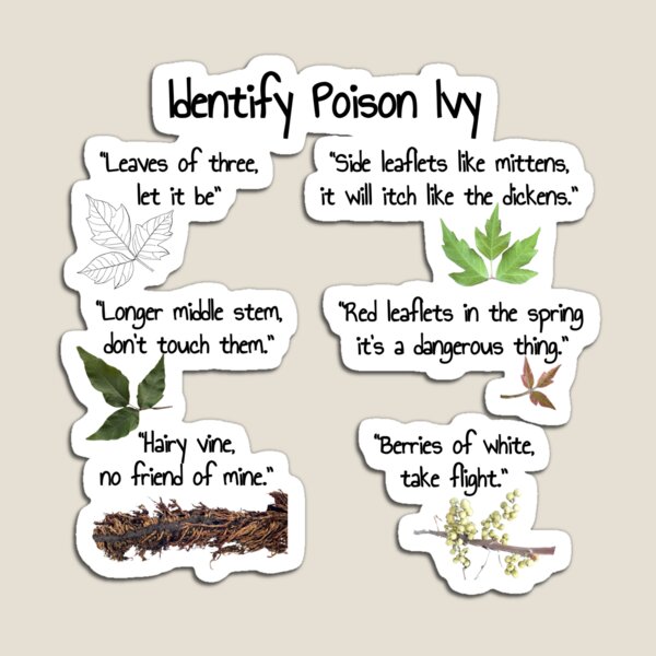 "Identify poison ivy plant | Poison Ivy Rhyme | Camping Shirt ...