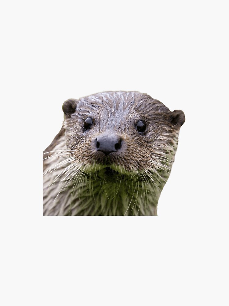 "significant otters sticker" Sticker by ArtWaves ⭐⭐⭐⭐⭐ | Redbubble