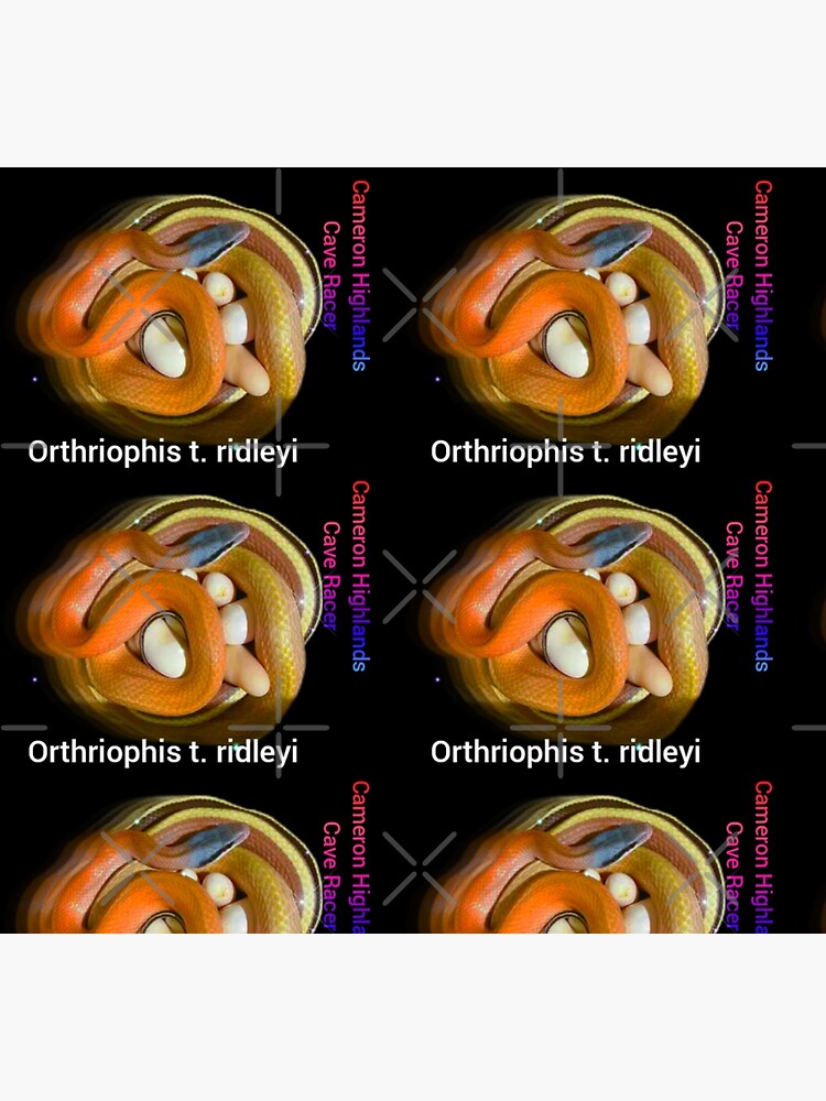 Cameron Highlands Cave Racer. O.t.ridleyi Socks