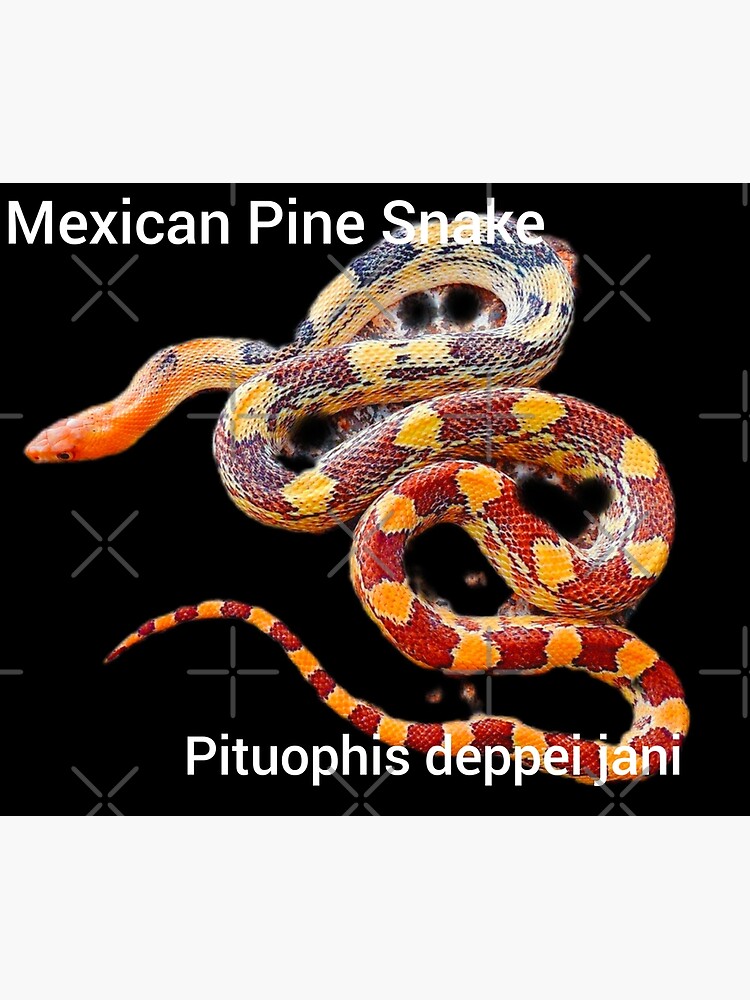 "Mexican Pine Snake Pituophis deppei jani" Greeting Card for Sale by ...