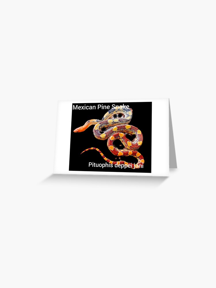 "Mexican Pine Snake Pituophis deppei jani" Greeting Card for Sale by ...