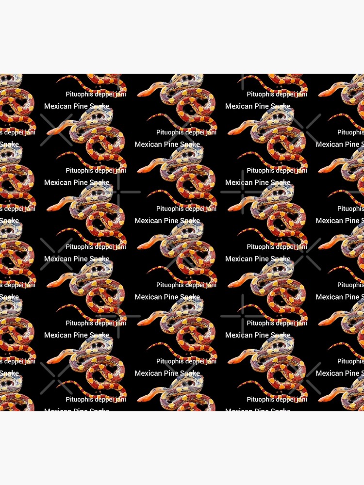 Mexican Pine Snake Pituophis Deppei Jani Socks