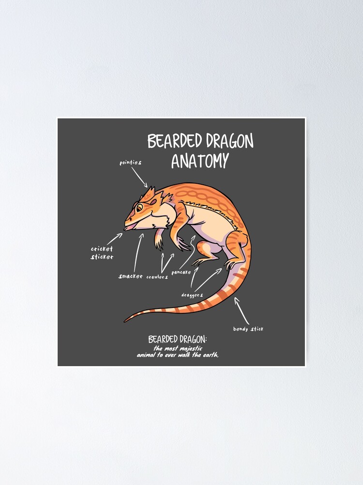 "bearded dragon anatomy" Poster by AnimalArtist | Redbubble