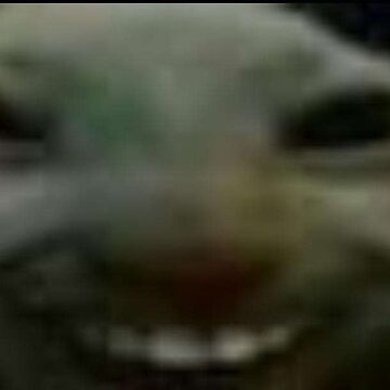 "Laughing Cat - xdd emote" Sticker for Sale by expertgroup | Redbubble