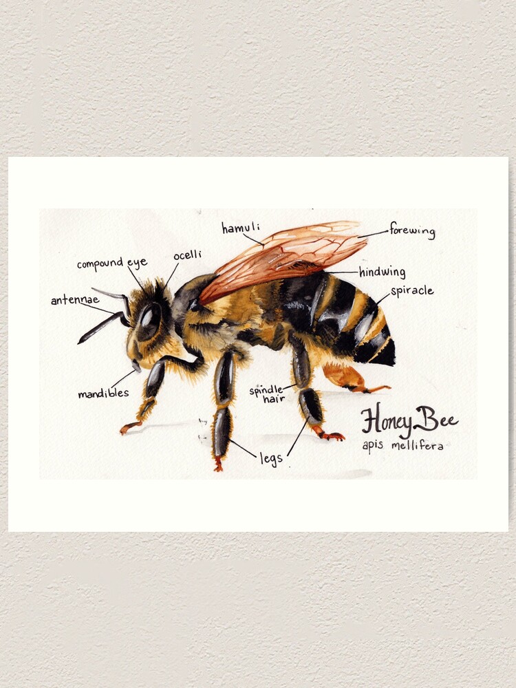 "Honey Bee Anatomy Chart" Art Print for Sale by imapieceoftoast | Redbubble